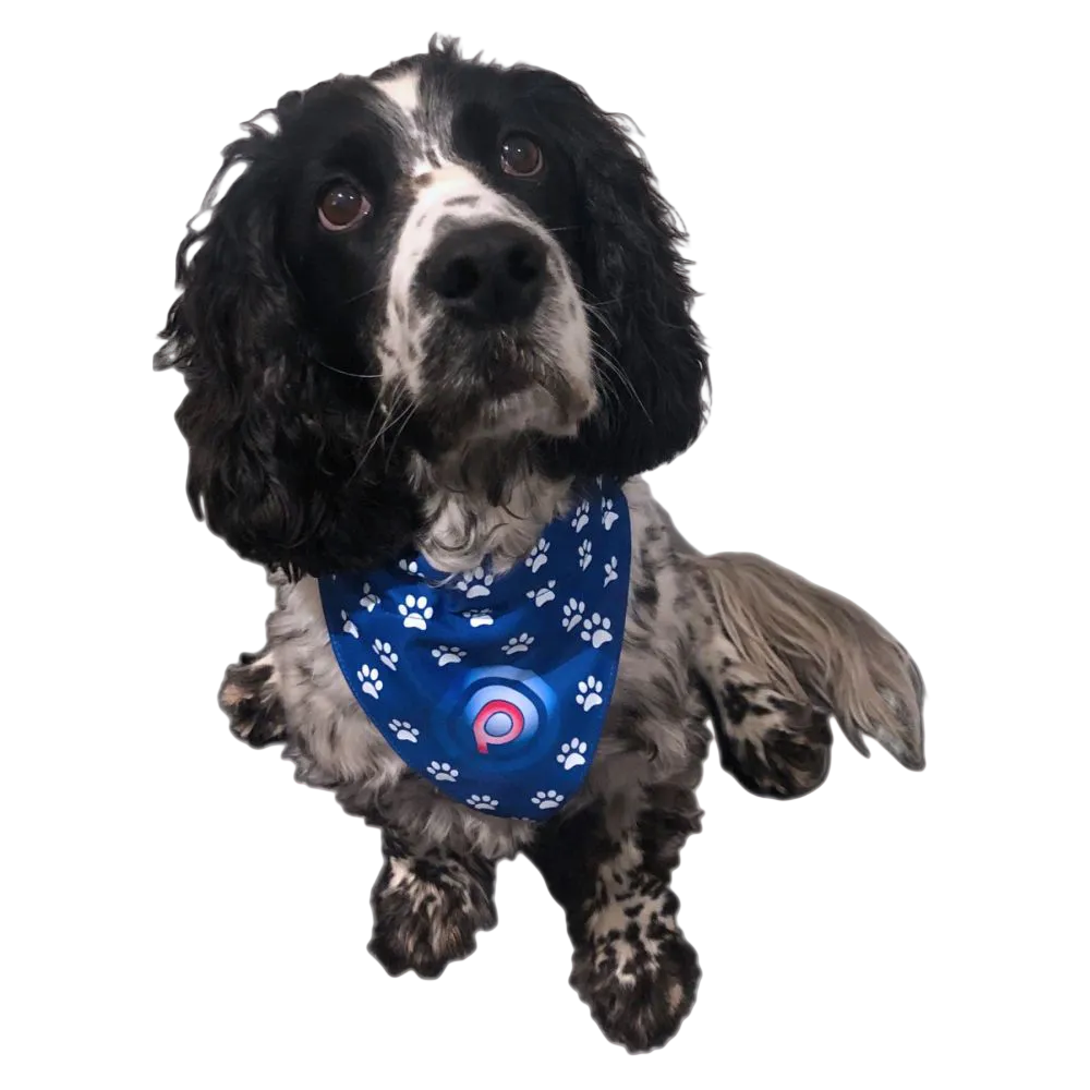 Promotional Dog Bandanas | Total Merchandise