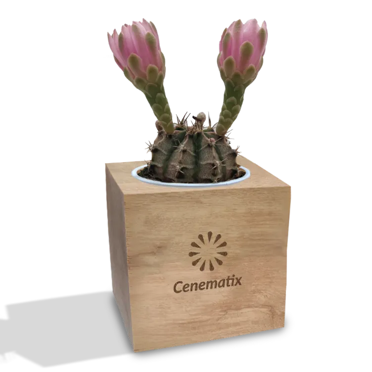 Personalised Cactus Plant in Wooden Plant Pot | Total Merchandise