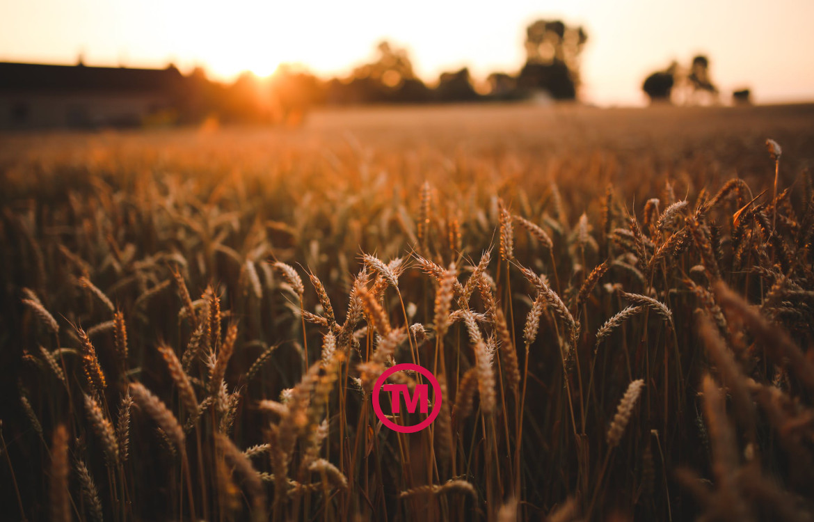 Best Wheat Straw Promotional Products For UK Businesses